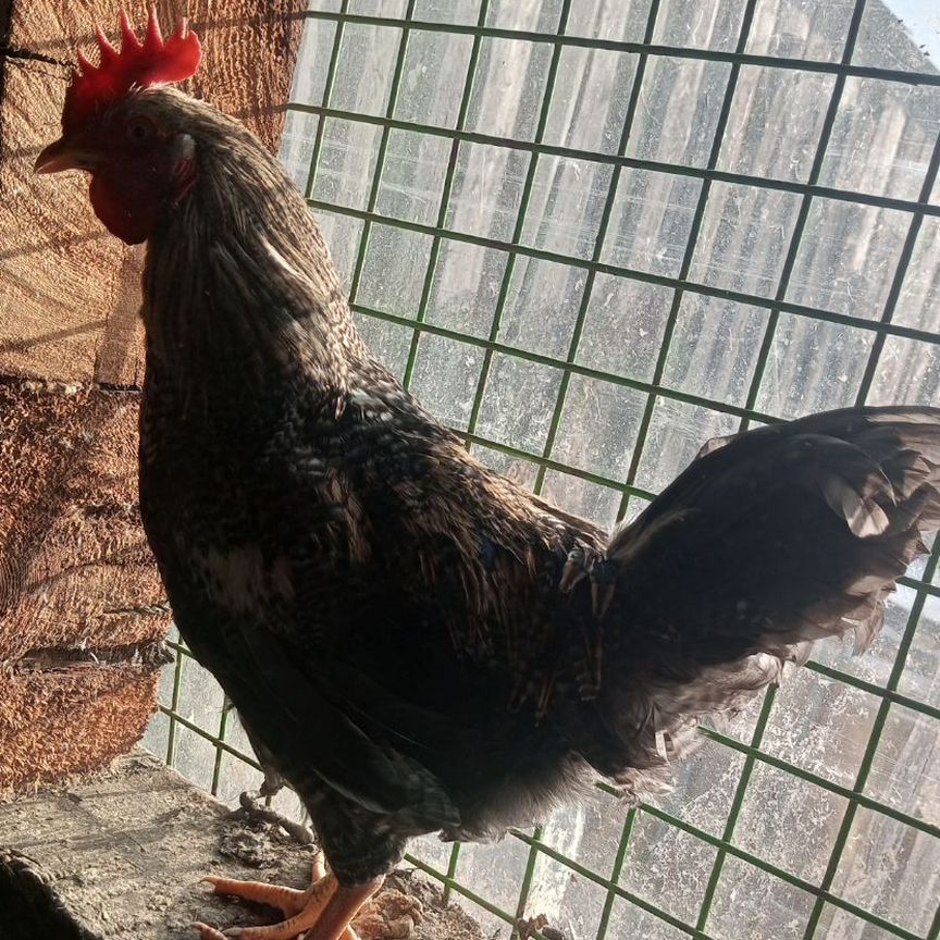 Молодые петухи