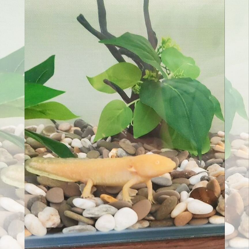 Аксолотли и аквариум