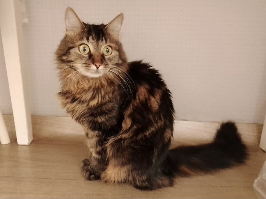 Кошечка Лиззи ищет дом