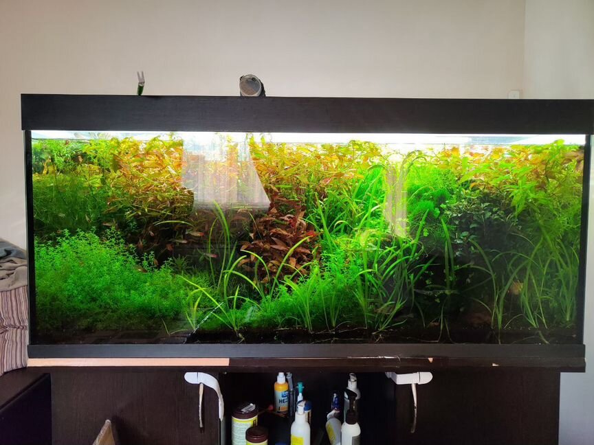 Аквариумные растения прополка