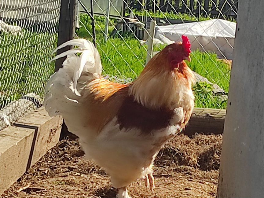 Петух брама