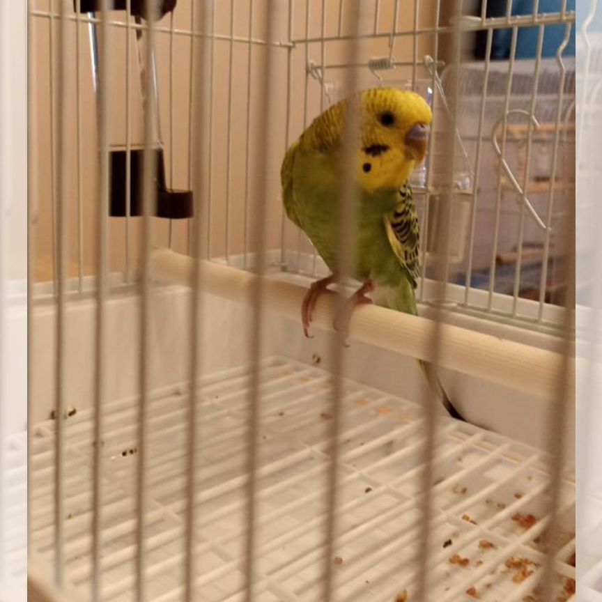 Волнистый попугай с клеткой