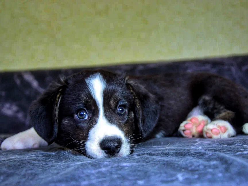 Вельш-корги кардиган