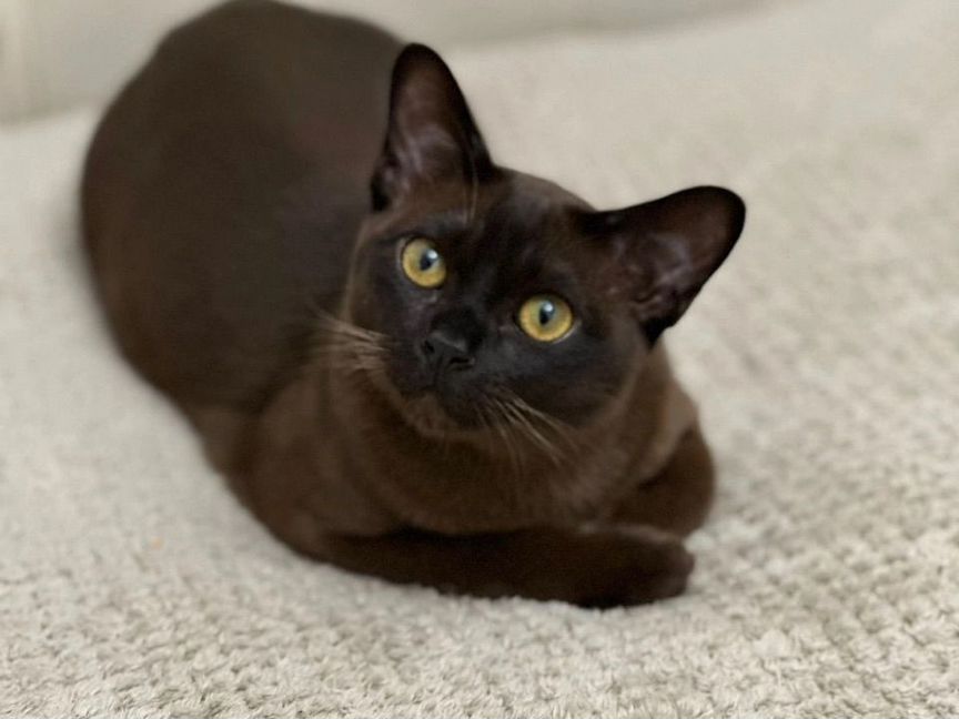 Опытный кот. Вязка. Бурма. Соболь