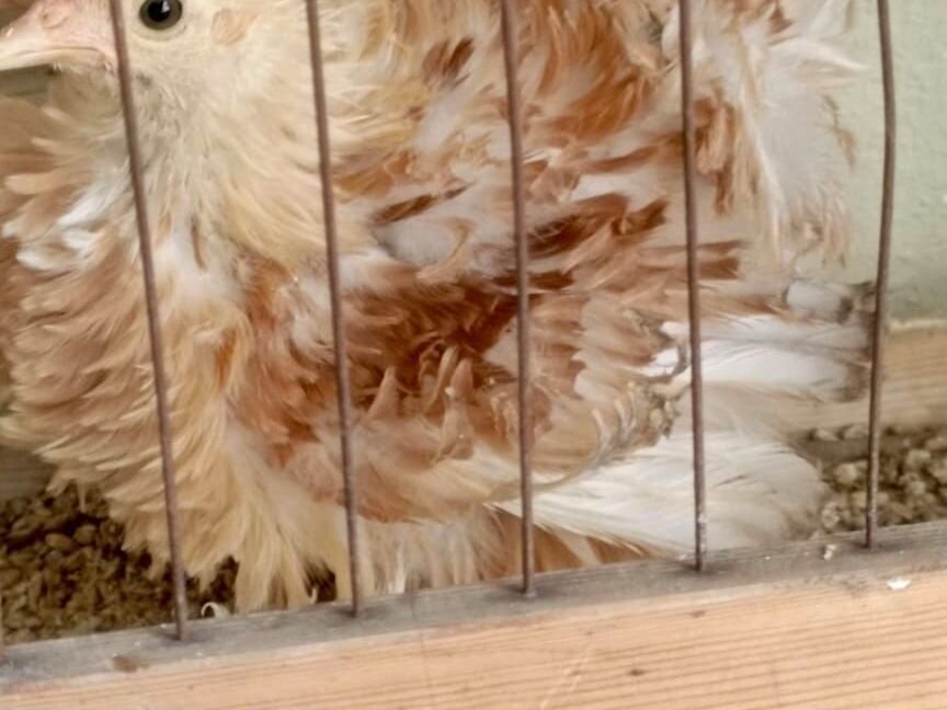 Курицы несушки домашние