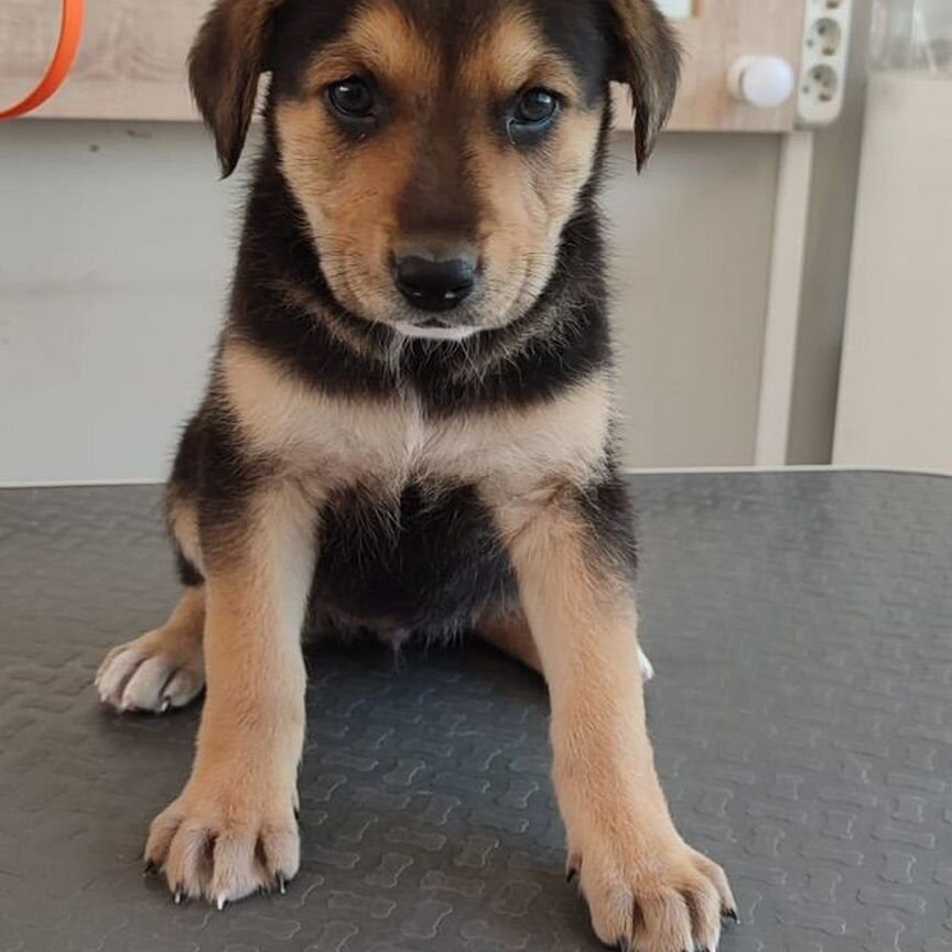 Щенок в добрые руки бесплатно