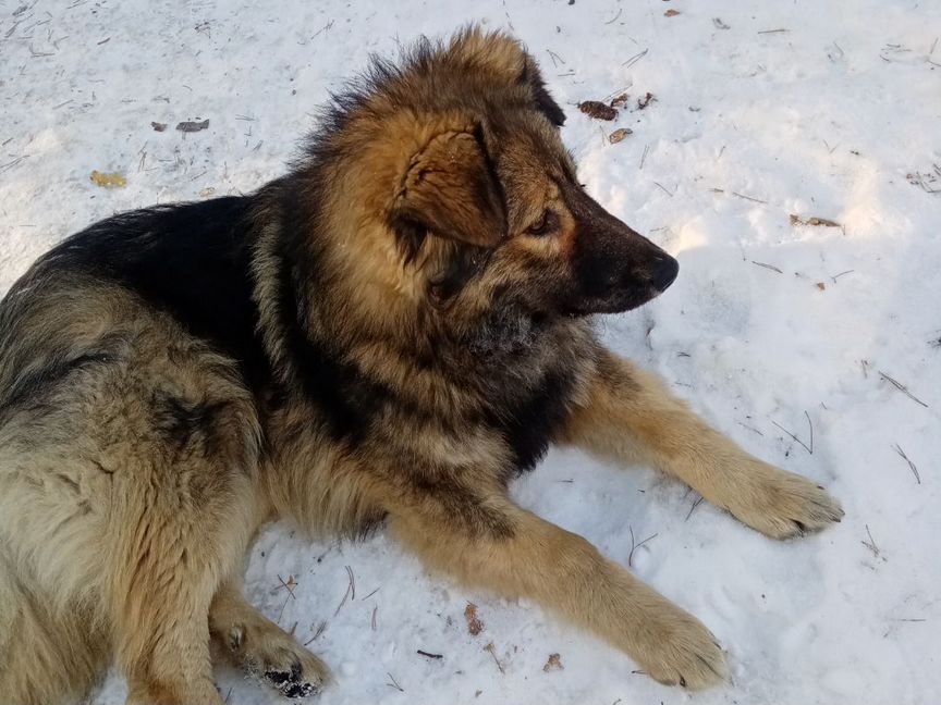 Собака в добрые руки бесплатно