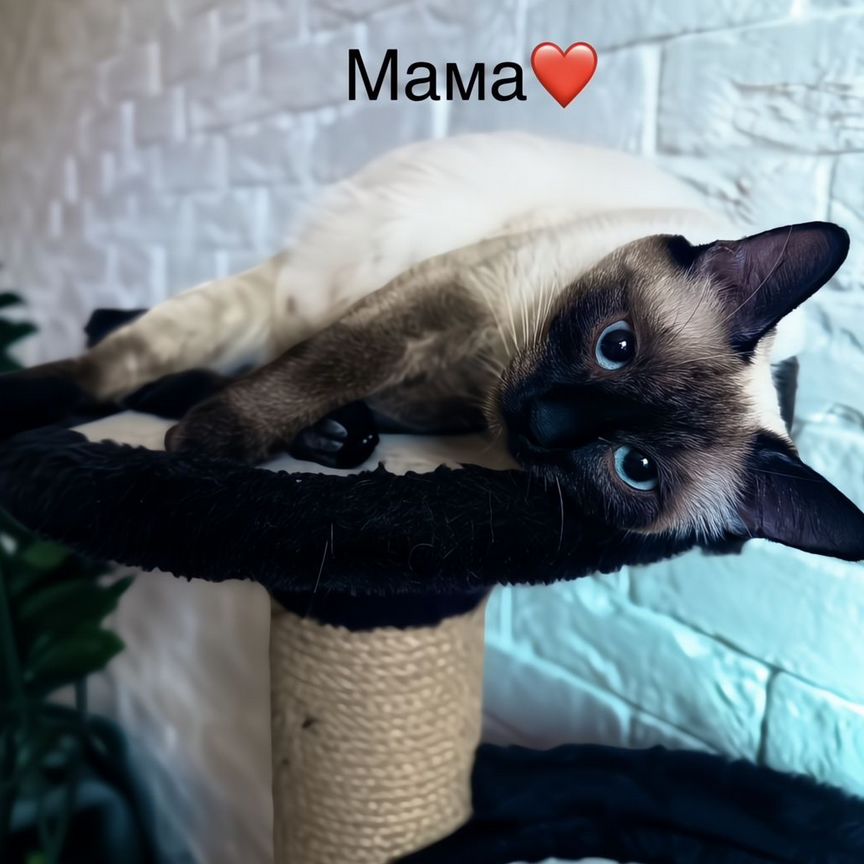 Сиамский котёнок