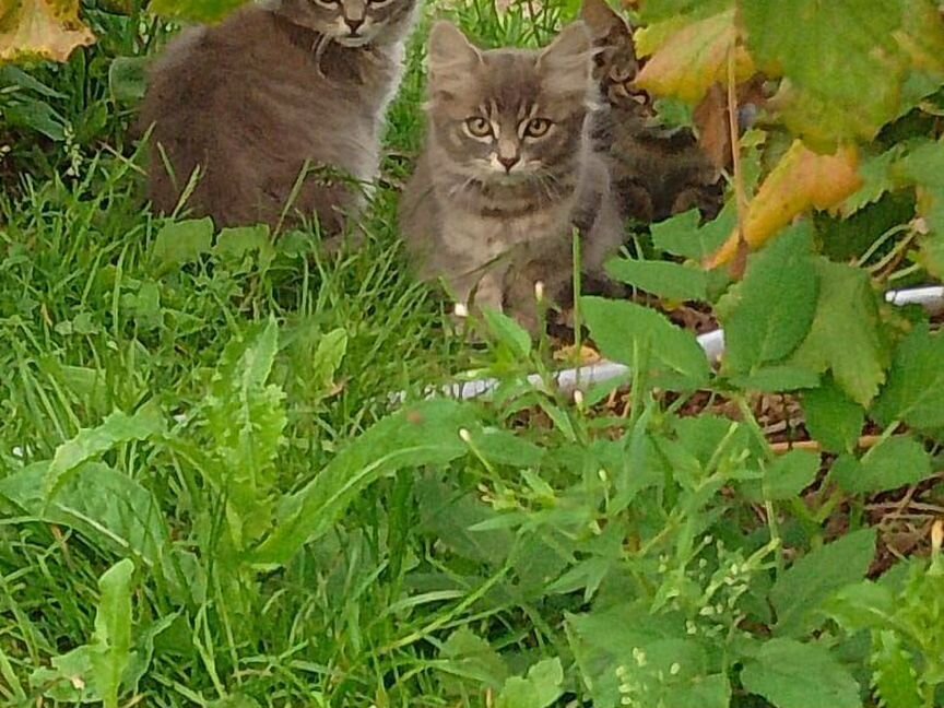 Котята в добрые руки