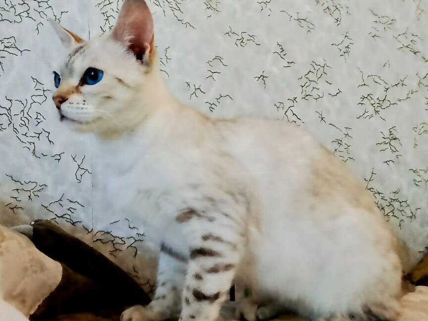 Голубоглазая бенгальская кошка