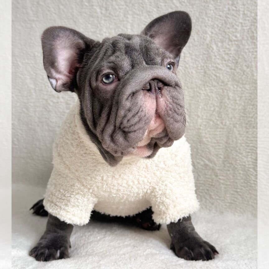 Французский бульдог, щенок