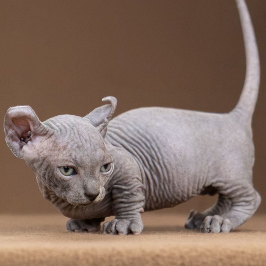 Канадский сфинкс котёнок