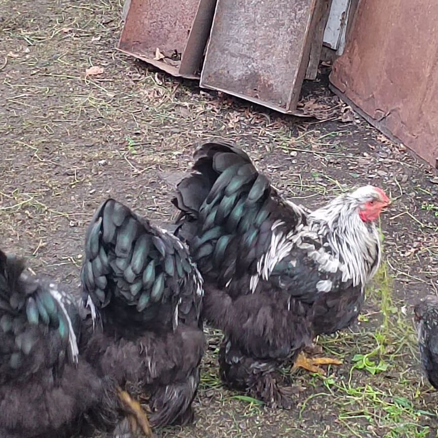 Петух брама