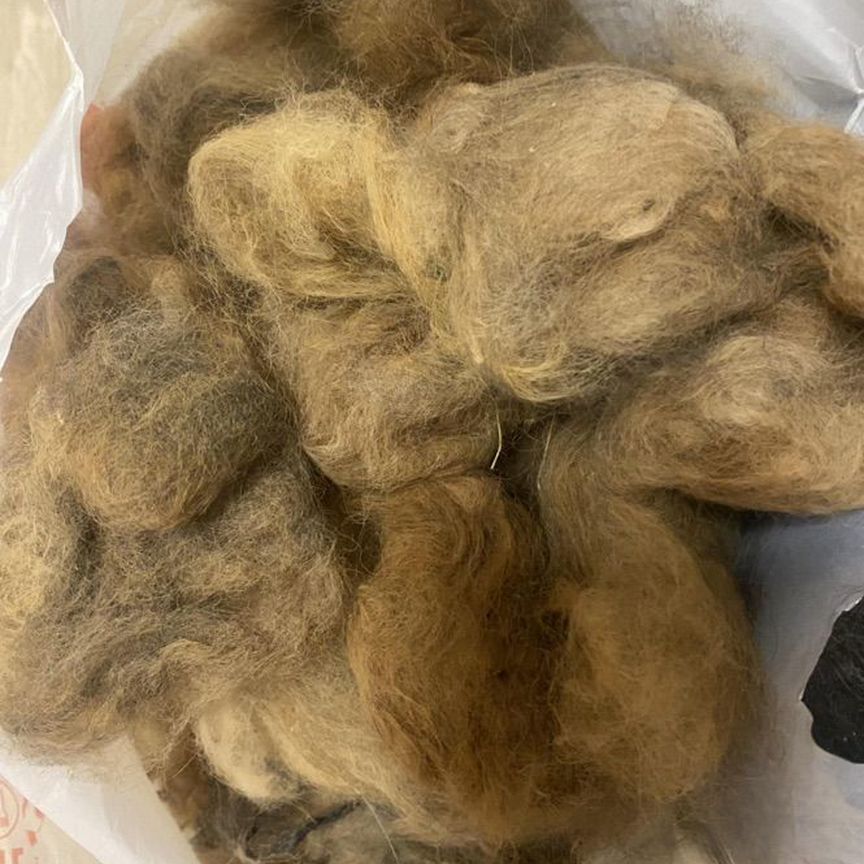 Пух тибетского мастифа