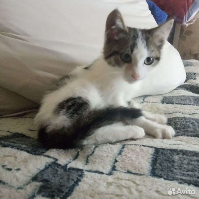 Котëнок, мальчик