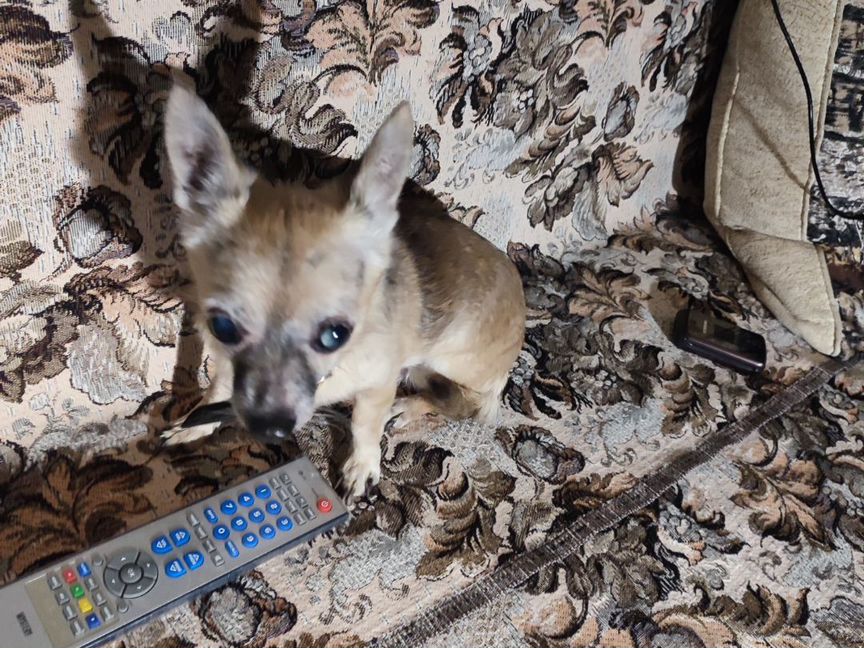 Собачка маленькая потеряшка, мальчик