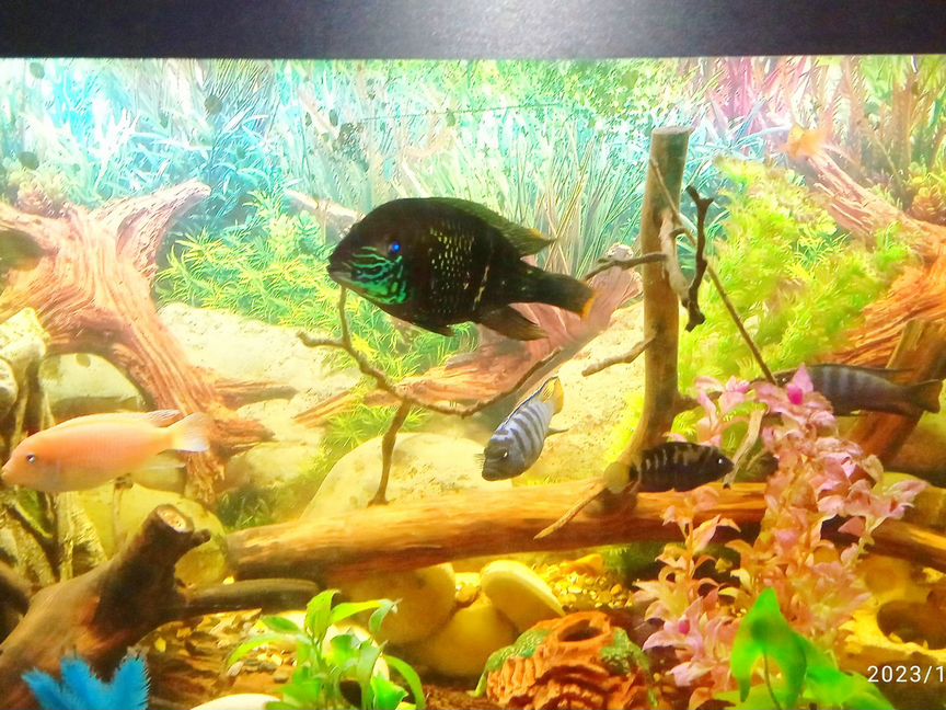 Акара Бирюзовая