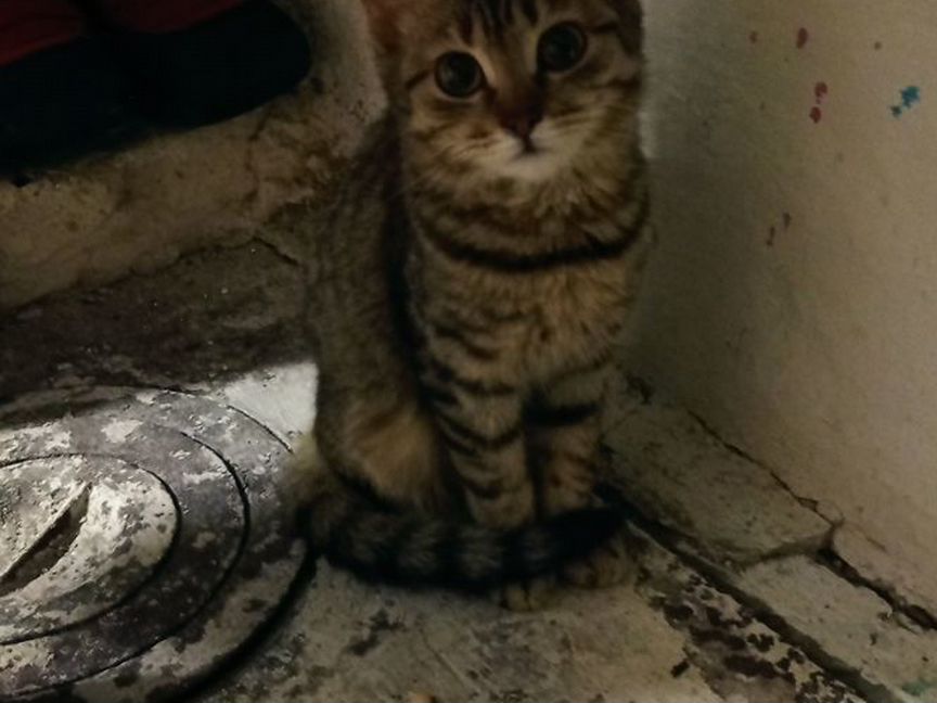 Котята