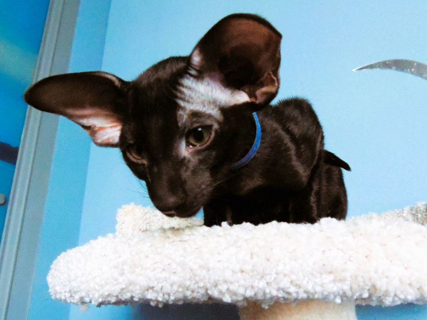 Ориентальные котята