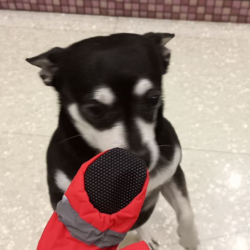 Зимние сапожки для собак