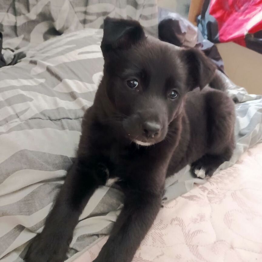 Отдам в добрые руки