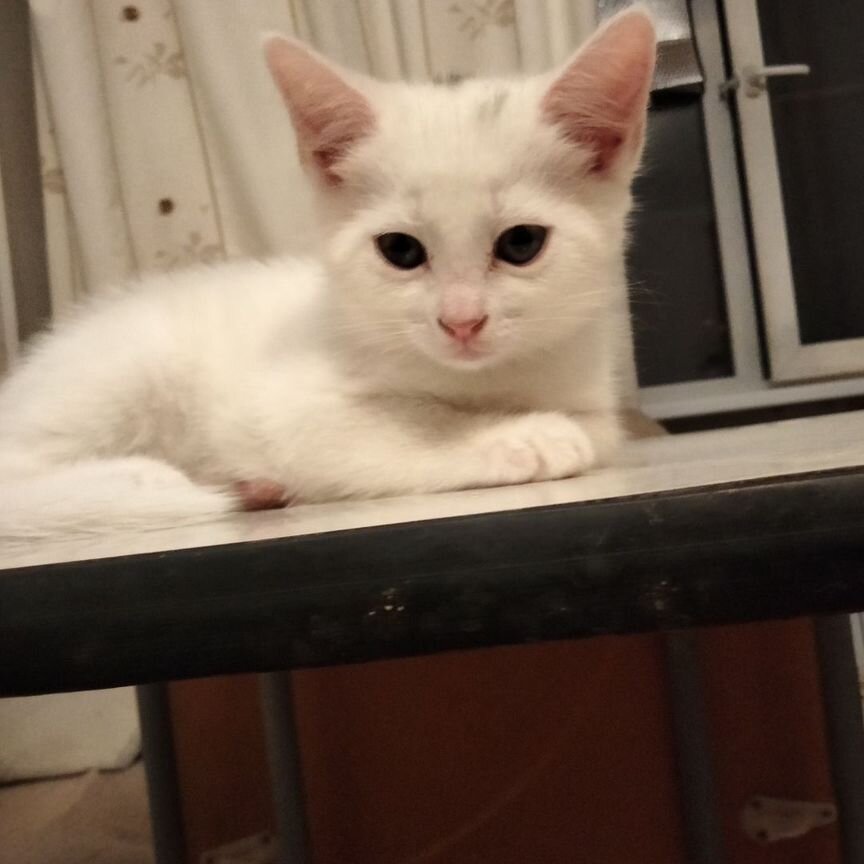 Белый котенок ищет семью