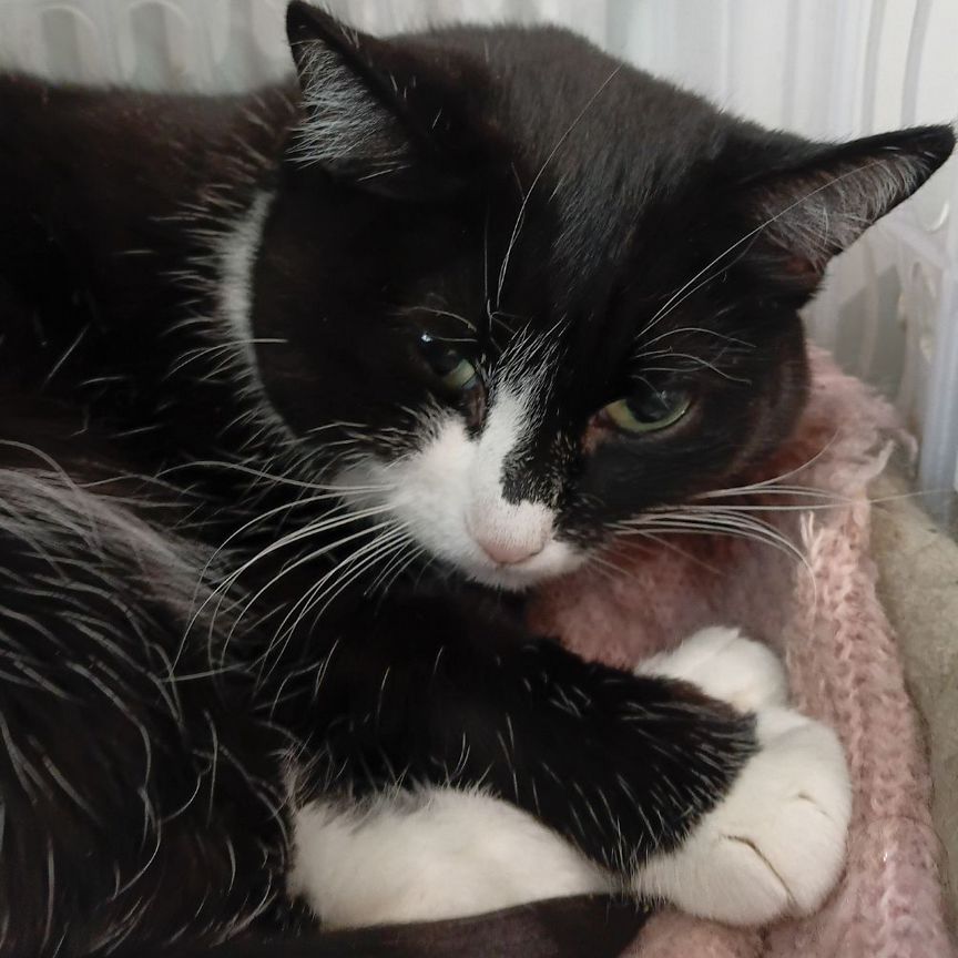 Взрослая, кошка в добрые руки