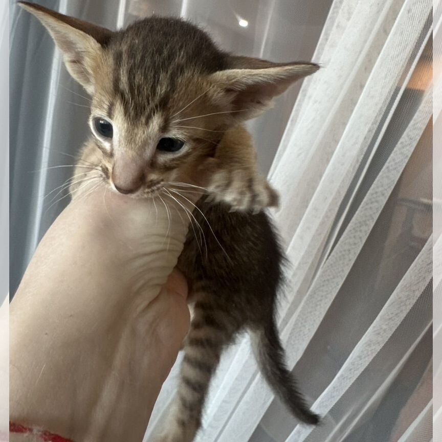 Ориентальный котёнок