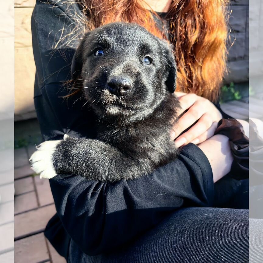 Щенок в добрые руки