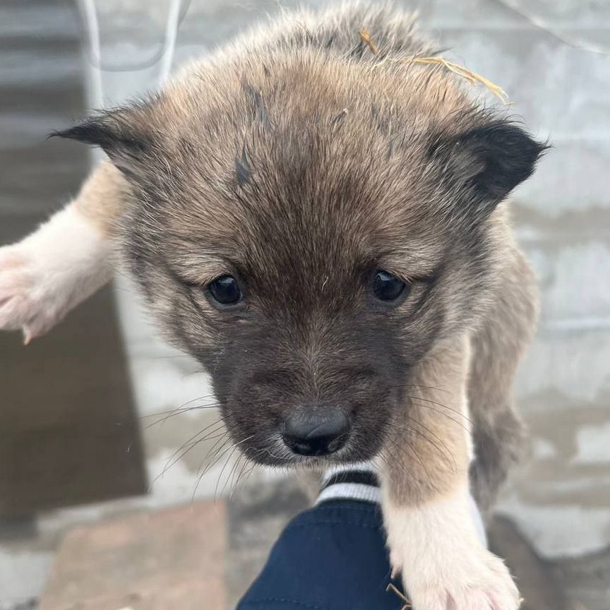 Среднеазиатская овчарка, щенок