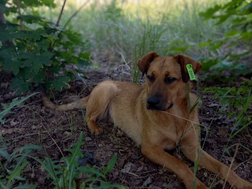 Собака бесплатно