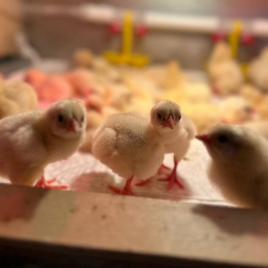 Цыплята бройлеры росс 308 суточные
