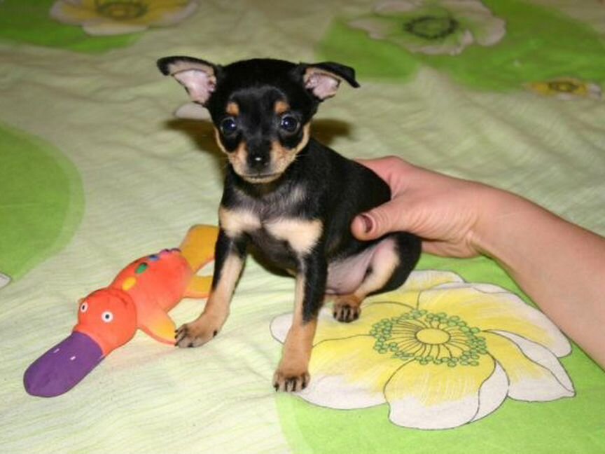 Прелестные щeнки мини той терьера разного пола