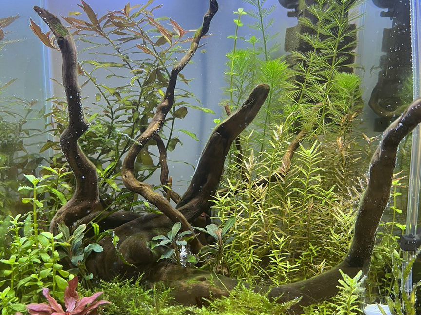 Мох рождественский, ротала хра, ротала индика