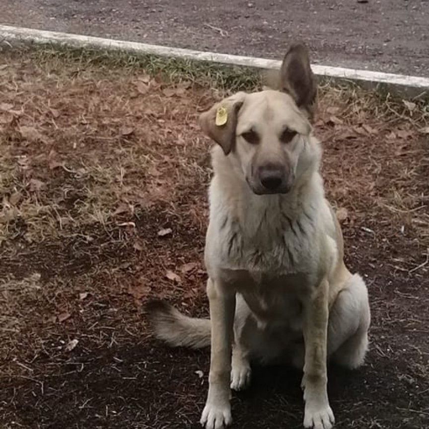 Девочка на охрану