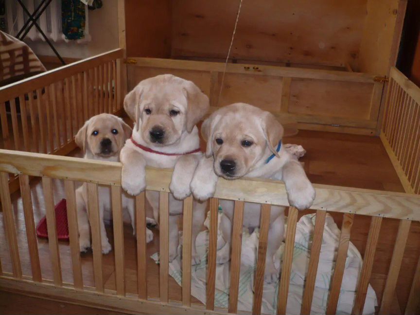 Вольер для щенков