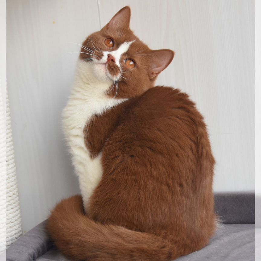 Британский короткошёрстный котёнок