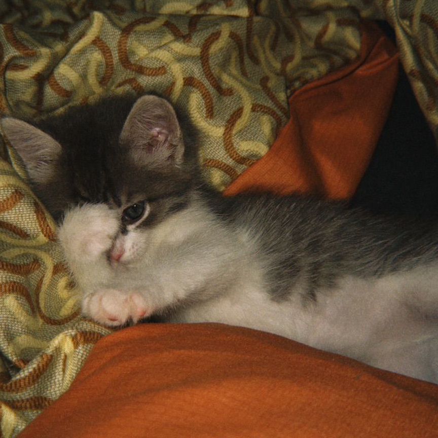 Котенок