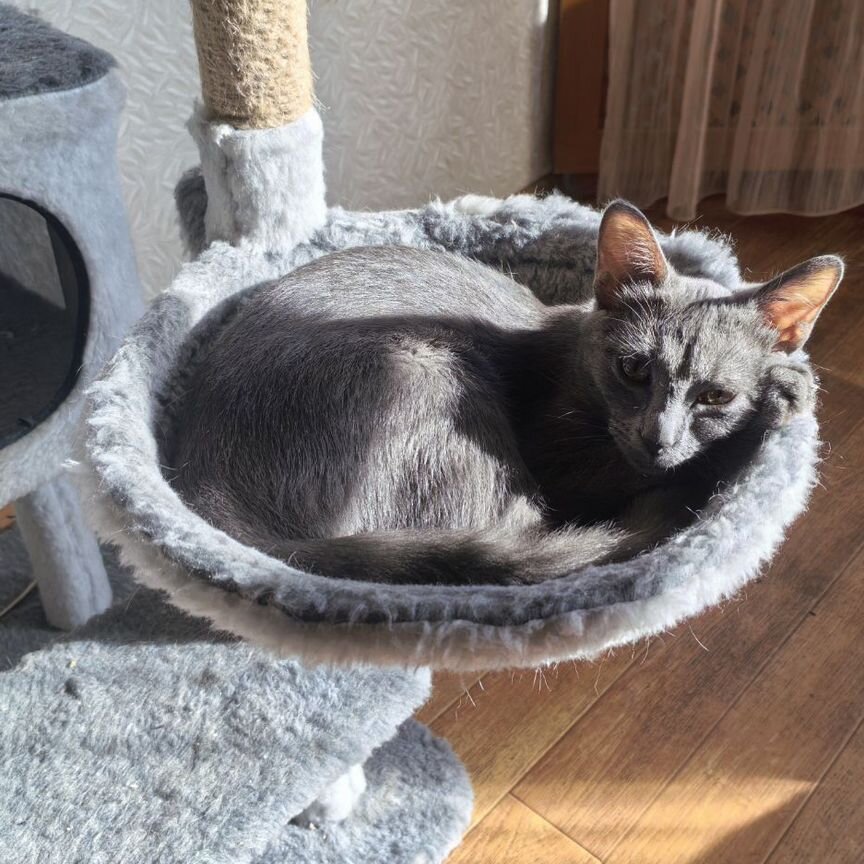 Взрослая кошка от частного владельца