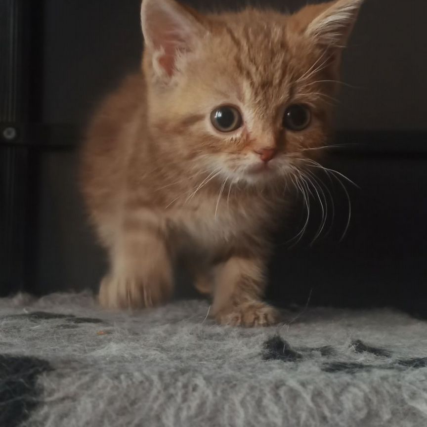 Котята