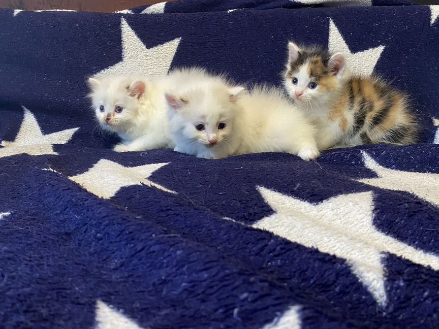 Котята