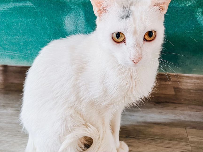 Ласковая белая кошка