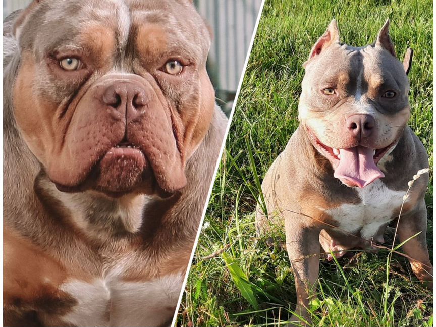 Американский булли