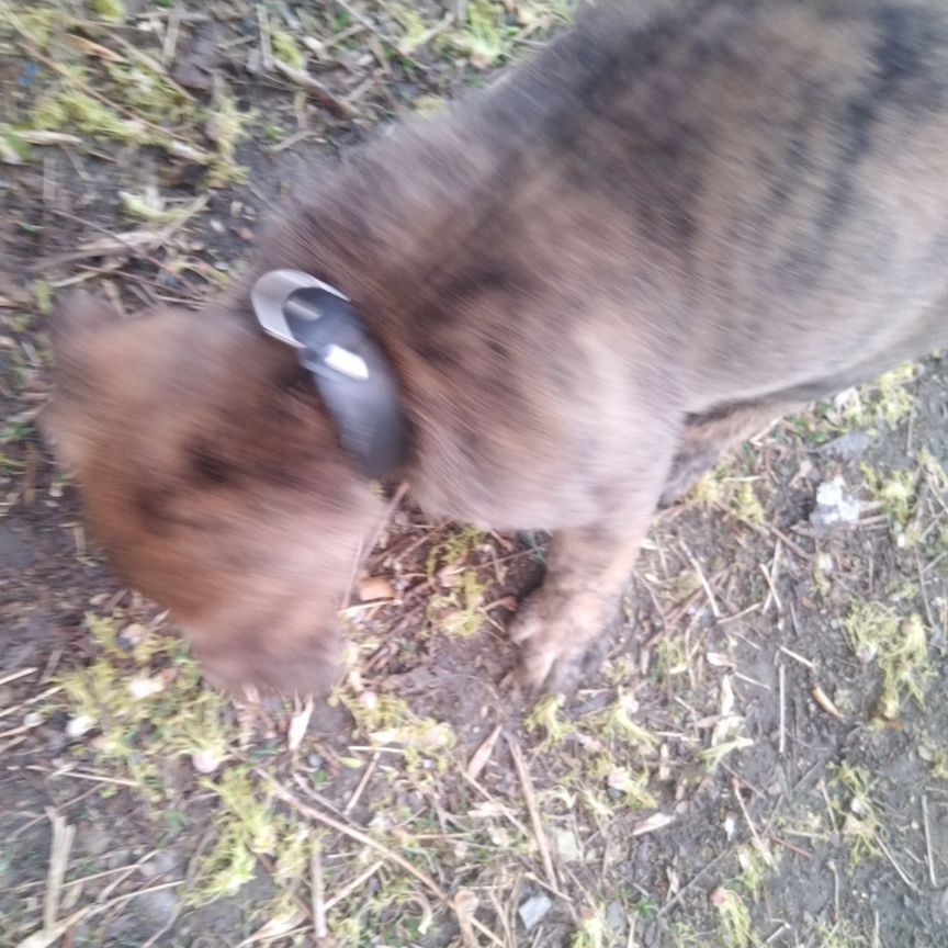 Щенок в добрые руки