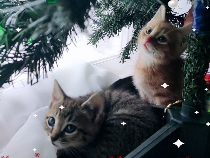 Отдаются домашние котята