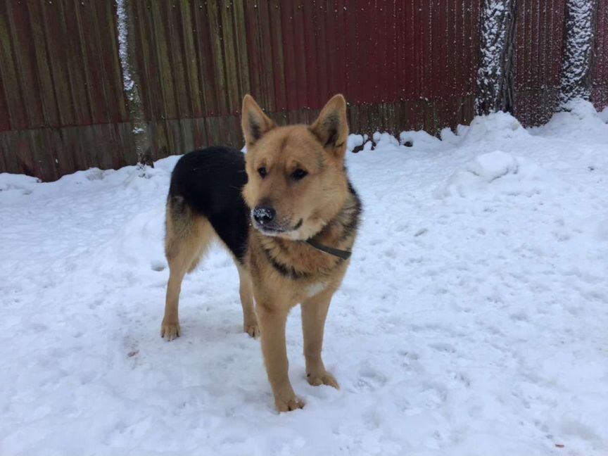 Собака в добрые руки