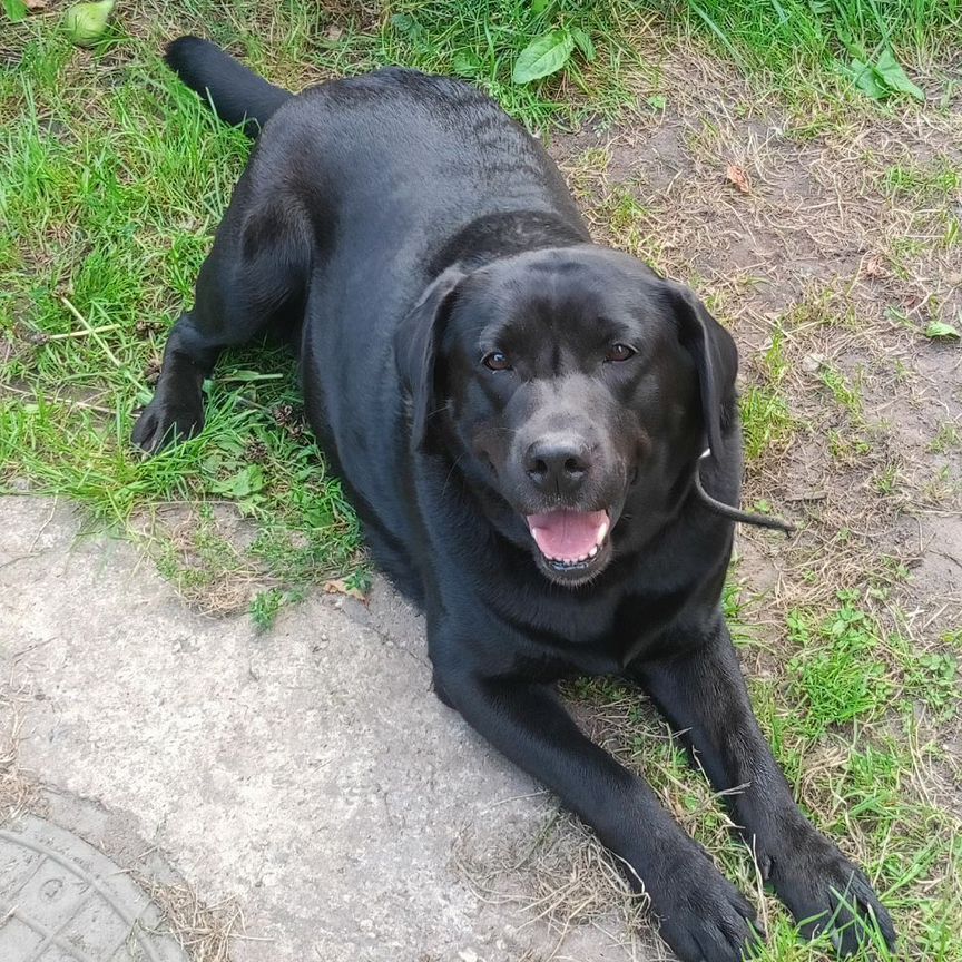 Лабрадор-ретривер, взрослая собака