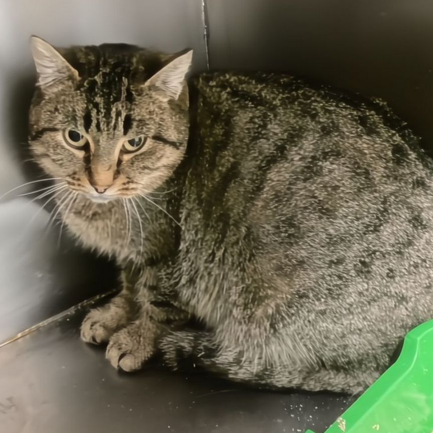 Взрослая кошка в добрые руки