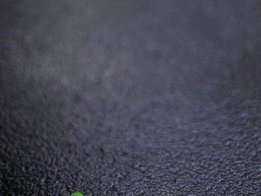 Стриж птенец