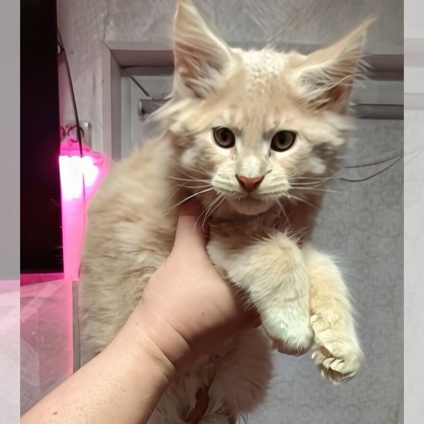 Мейн-кун котёнок
